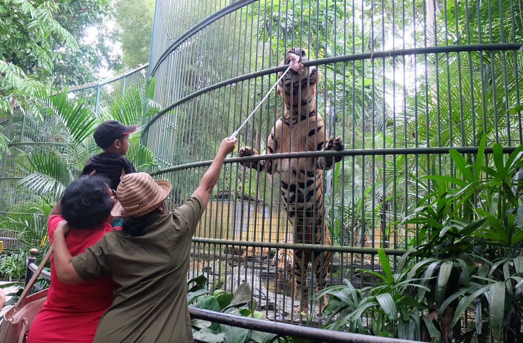 Harga Masuk Tiket Bali Zoo Park | Tarif 100% Murah & Bersahabat